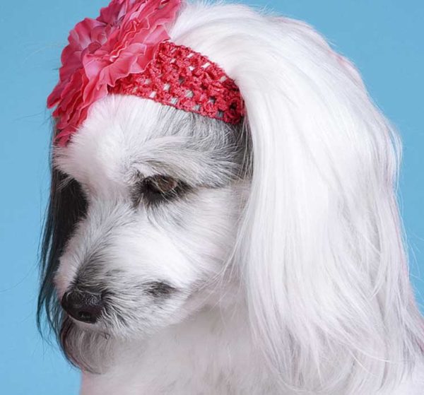 Princess Jackie, Her Highness the Dogginess | Jackie’s Website