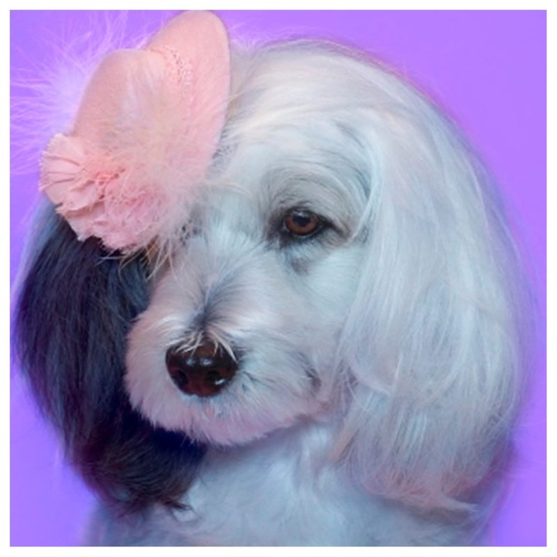 Princess Jackie, Her Highness the Dogginess | Jackie’s Website
