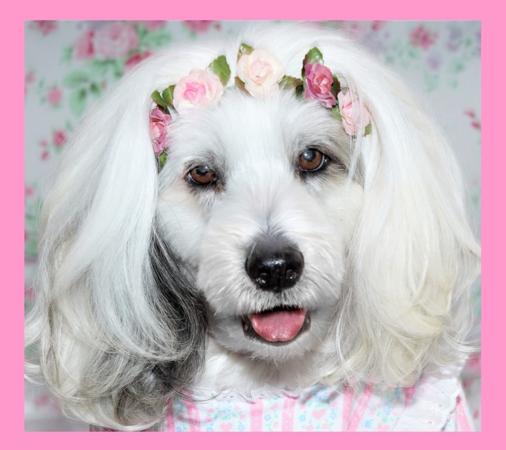 Princess Jackie, Her Highness the Dogginess | Jackie’s Website