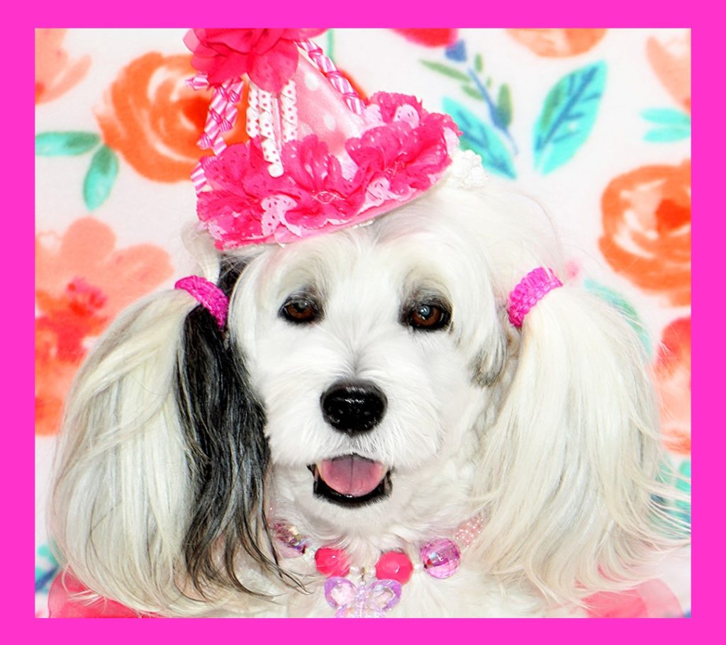 Princess Jackie, Her Highness the Dogginess | Jackie’s Website