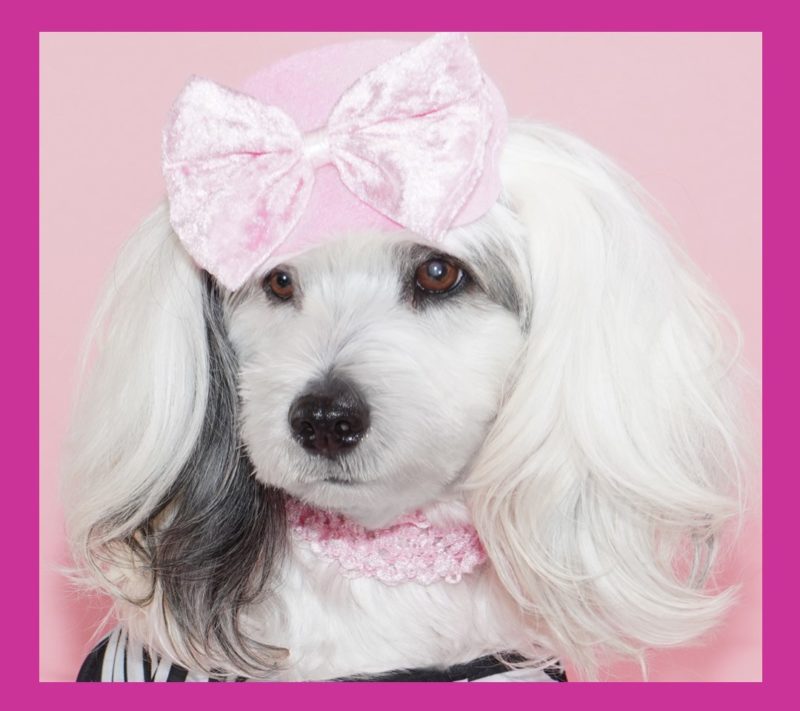 Princess Jackie, Her Highness the Dogginess | Jackie’s Website