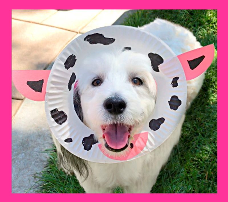 Princess Jackie, Her Highness the Dogginess | Jackie’s Website