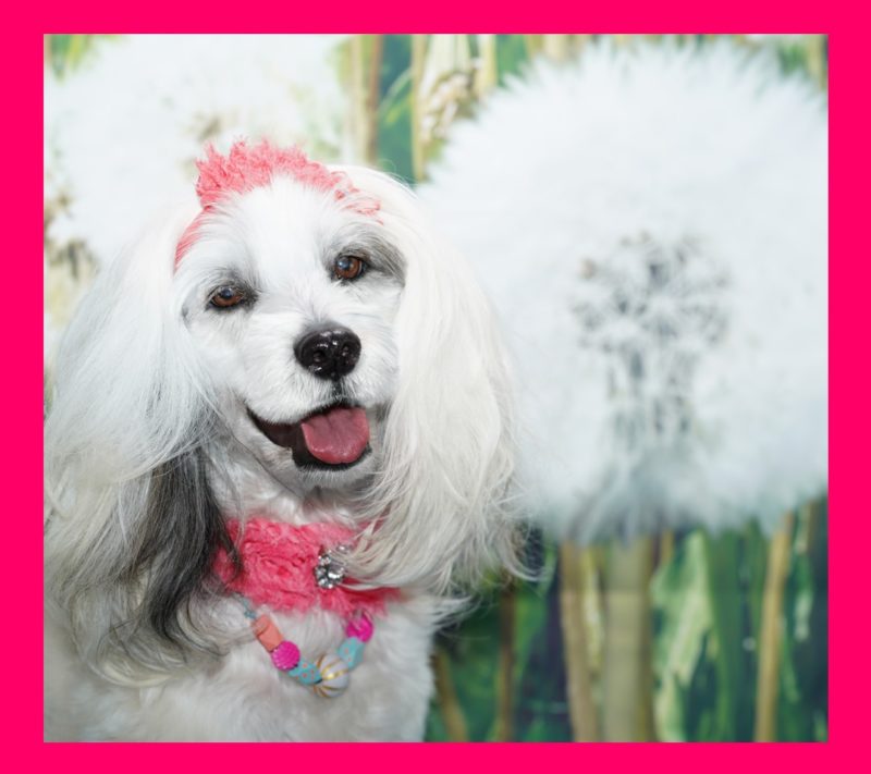 Princess Jackie, Her Highness the Dogginess | Jackie’s Website