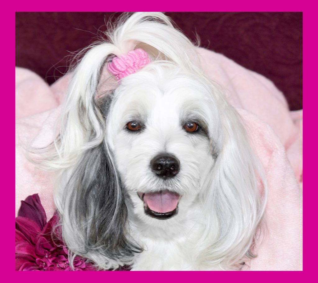 Princess Jackie, Her Highness the Dogginess | Jackie’s Website