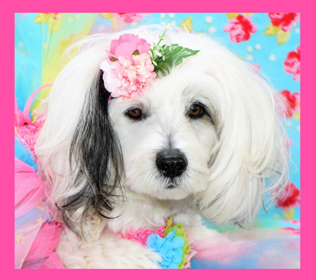 Princess Jackie, Her Highness the Dogginess | Jackie’s Website