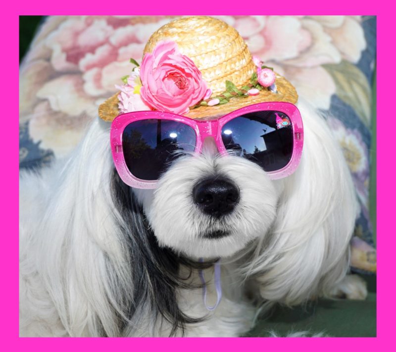 Princess Jackie, Her Highness the Dogginess | Jackie’s Website